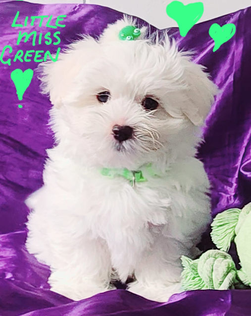 Malshie Girl Puppies | Dogs & Puppies | Gumtree Australia Tablelands ...