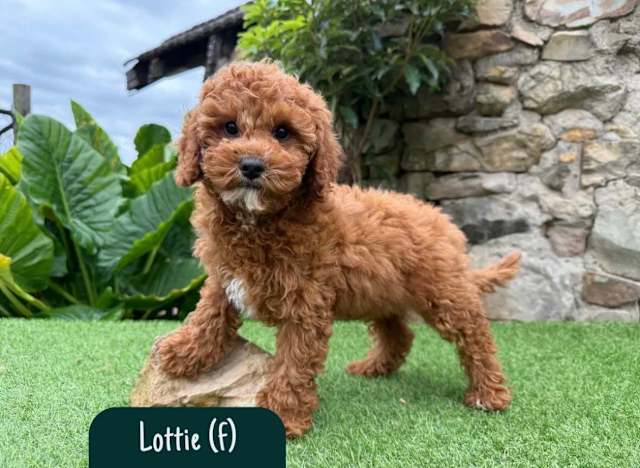 STUNNING Ruby Red Cavoodle Pup - Female Available Now | Dogs & Puppies ...