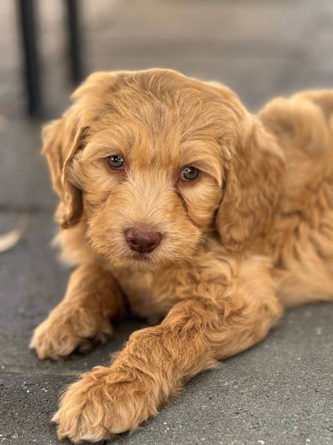 F1 STANDARD GROODLE PUPS - ALL SOLD - WAITLIST OPEN! | Dogs & Puppies ...