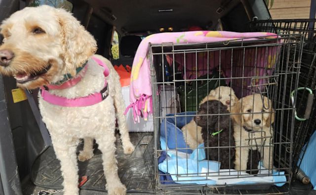 3 Labradoodle puppies (Poodle Doodles) – more poodle than labrador ...