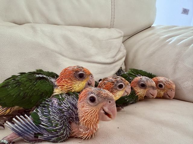 Hand Raised Baby parrots White Bellied Caiques | Birds | Gumtree ...