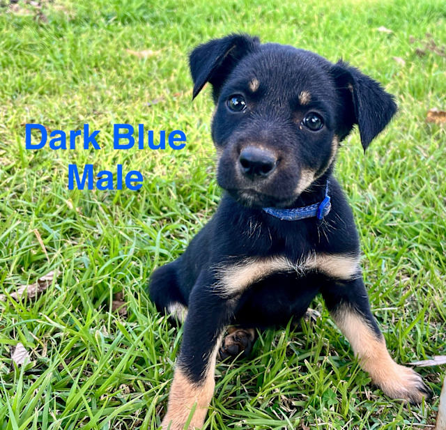 Purebred Kelpie Pups | Dogs & Puppies | Gumtree Australia Goyder Area ...
