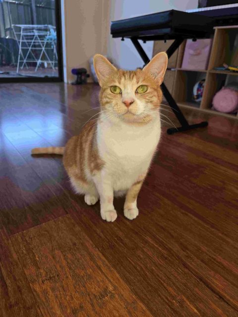 2 Years 9 months Brother and Sister (twins) looking for loving family ...