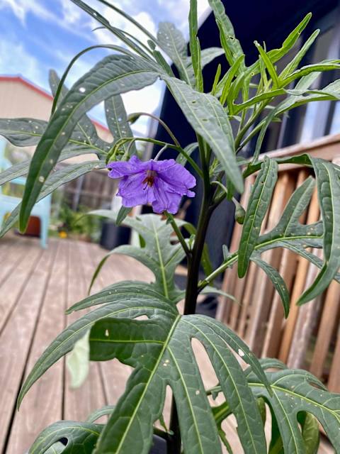 Native Kangaroo Apple plants - Plants in Goodwood TAS | Gumtree Australia