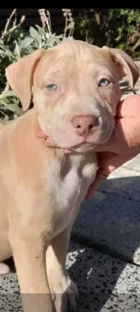 AM.STAFFY X ENGLISH XL BULLDOG | Dogs & Puppies | Gumtree Australia ...