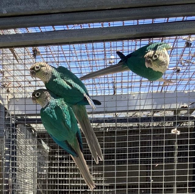 Blue green cheek Conure | Birds | Gumtree Australia Morphett Vale Area ...