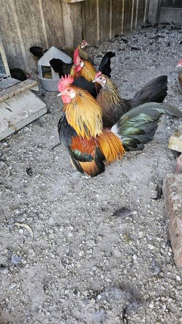 bantam roosters Dutch, Jap, & Mod Game. | Livestock | Gumtree Australia ...