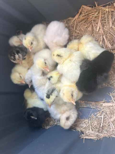 Baby chickens for sale | Birds | Gumtree Australia Noosa Area ...