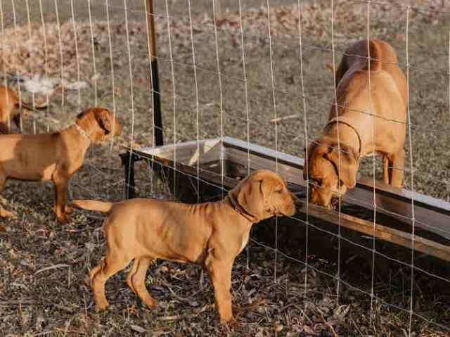 Only 2 left: Purebred Rhodesian Ridgeback Puppies | Dogs & Puppies ...