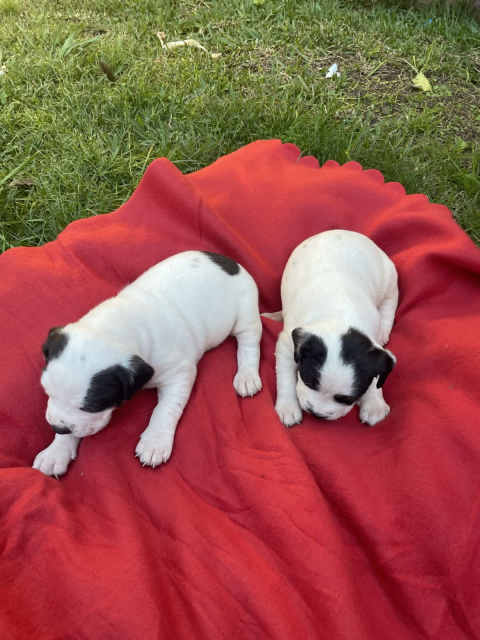 4 week old Dogo X puppies | Dogs & Puppies | Gumtree Australia ...
