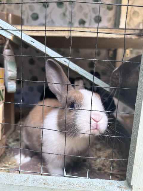 Adorable Netherlands Dwarf bunnies for sale | Rabbits | Gumtree ...