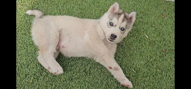 pure breed Siberian husky puppies | Dogs & Puppies | Gumtree Australia ...