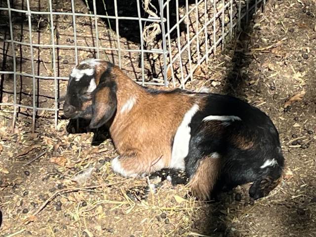 Goat does , vaccinated , can help deliver, lots of colours | Livestock ...