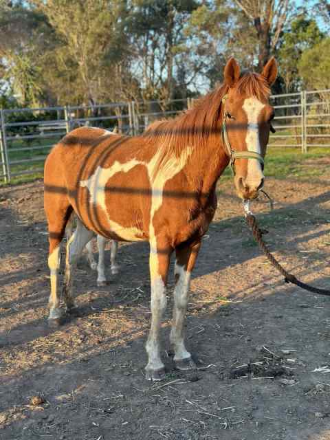 Stunning pinto mare - very negotiable | Horses & Ponies | Gumtree ...