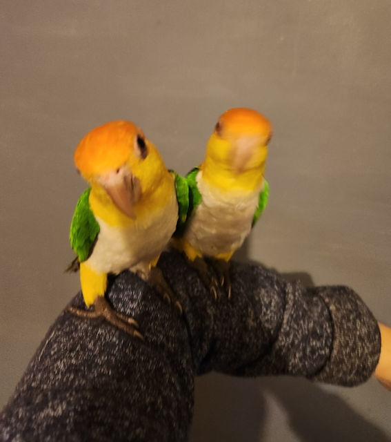 Caique single and breeding pair. Ringnecks. | Birds | Gumtree Australia Shoalhaven Area ...