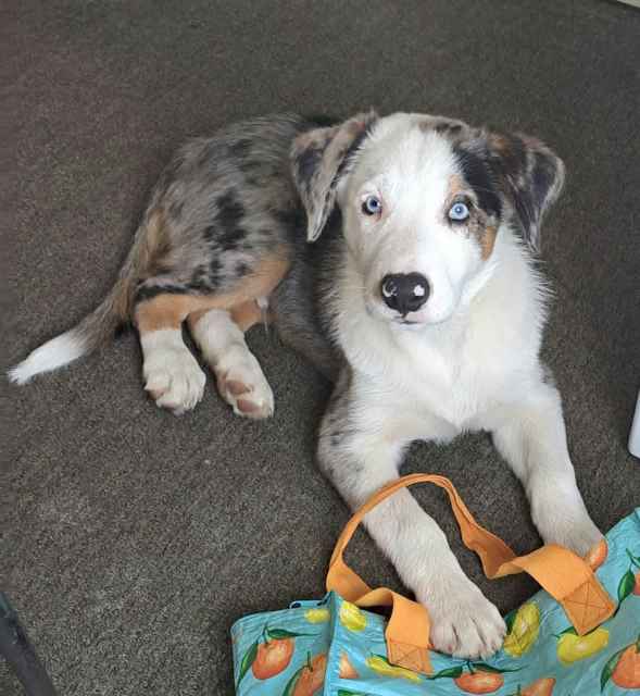 Absolutely Gorgeous Purebred Tri Merle Boy | Dogs & Puppies | Gumtree ...