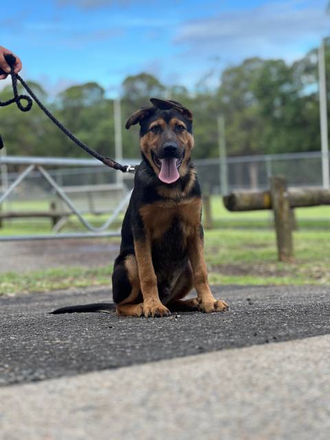 German shepherd need gone asap | Dogs & Puppies | Gumtree Australia ...