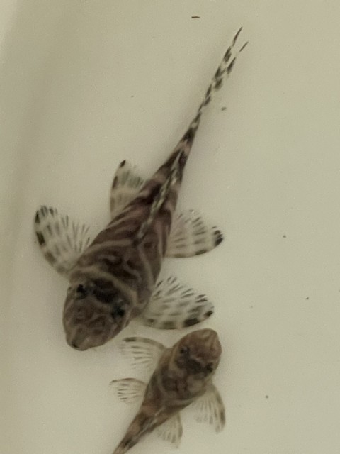Pleco L066 | Fish | Gumtree Australia Logan Area - Loganholme | 1331585076