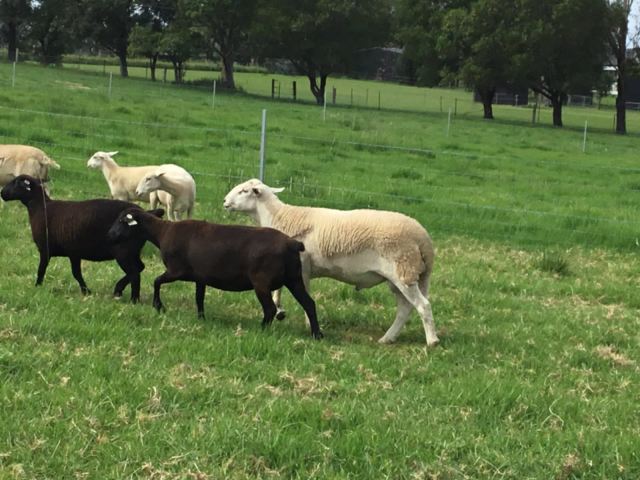 Aussie white ram | Livestock | Gumtree Australia Nowra-Bomaderry ...