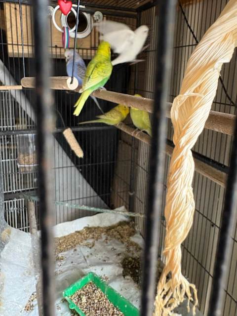 Beautiful young budgies | Birds | Gumtree Australia Gosford Area - Woy ...