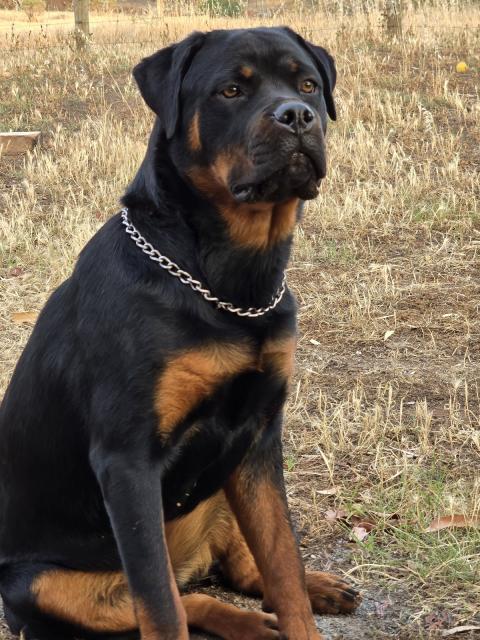 Pure Bred German Rottweiler | Dogs & Puppies | Gumtree Australia Gawler ...