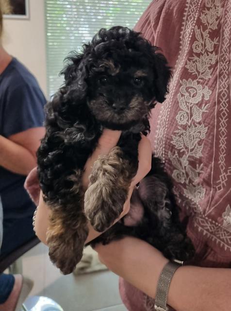 Cavoodle Mini F2 puppies | Dogs & Puppies | Gumtree Australia ...