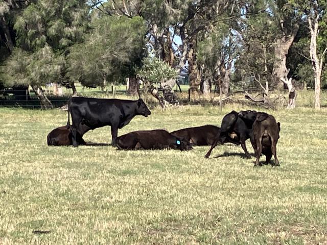 Angus Steers and Heifers | Livestock | Gumtree Australia Cardinia Area ...