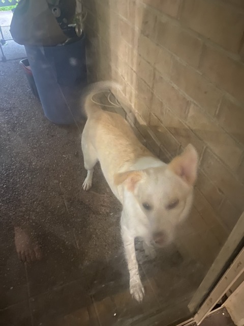 Female border collie x pug | Dogs & Puppies | Gumtree Australia Redland ...