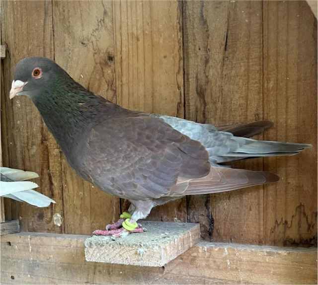 Healthy pigeons for sale | Birds | Gumtree Australia Casey Area ...