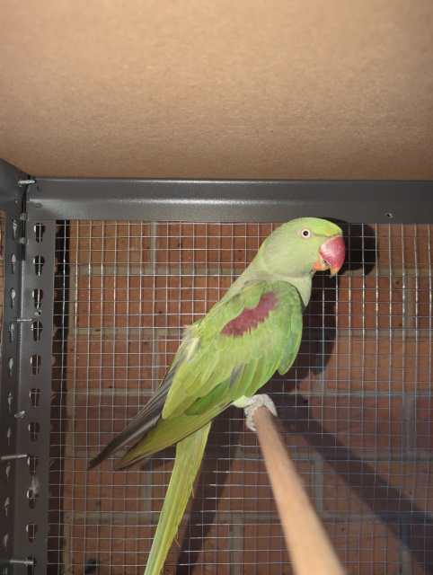 Aviary Alexandrines $150 each. | Birds | Gumtree Australia Gold Coast ...