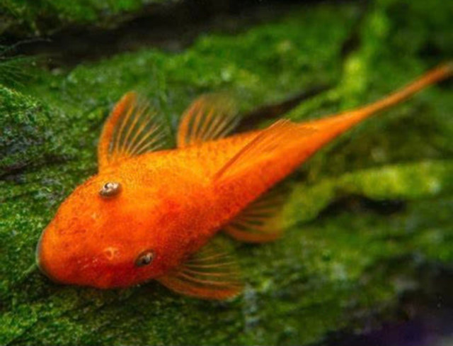 super red, calico marble, shrimp, ivory mystery snails | Fish | Gumtree ...