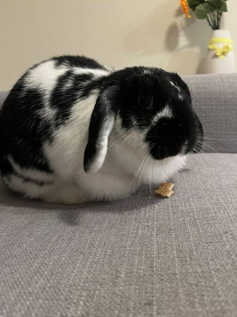 Pure bred lop ear rabbit for sale | Rabbits | Gumtree Australia Swan ...