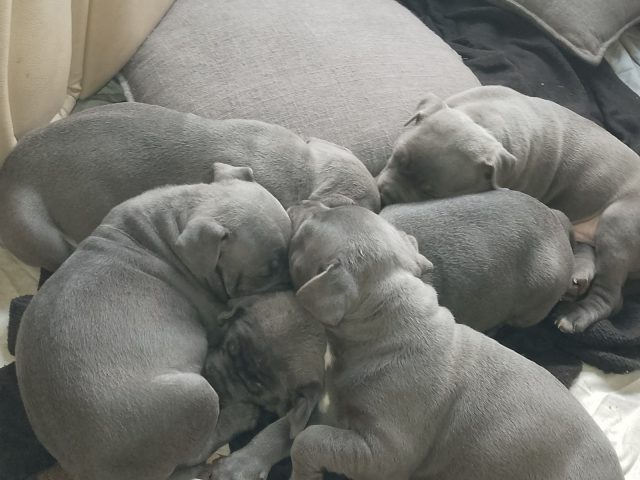 English blue staffy male pup | Dogs & Puppies | Gumtree Australia ...
