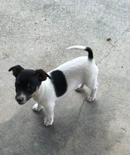 Mini foxie pups | Dogs & Puppies | Gumtree Australia Boorowa Area ...