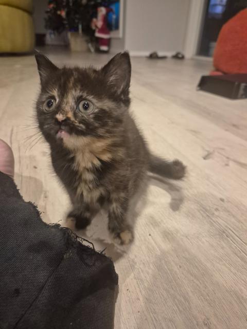 Persian exotic Cross kittens | Cats & Kittens | Gumtree Australia ...