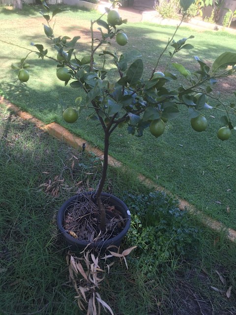 Established lemon tree - Plants in Leeming WA | Gumtree Australia