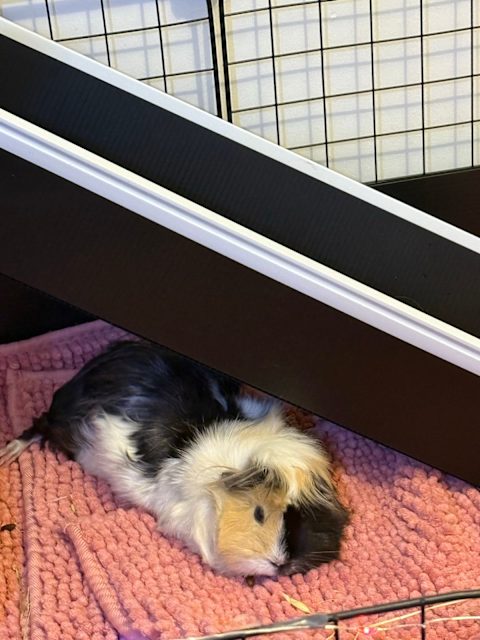 Guinea pigs rehoming | Other Pets | Gumtree Australia Mandurah Area ...