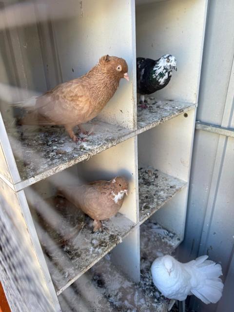 8 pairs of healthy pigeons | Birds | Gumtree Australia Bankstown Area ...