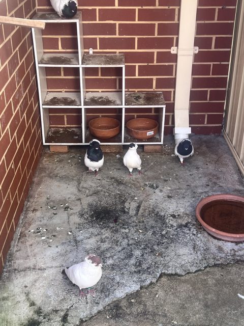 Fancy Pigeons 3 Healthy Males | Birds | Gumtree Australia Perth City ...