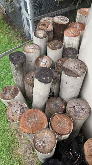 Good hardwood house stumps for sale - Building Materials in Gatton QLD ...