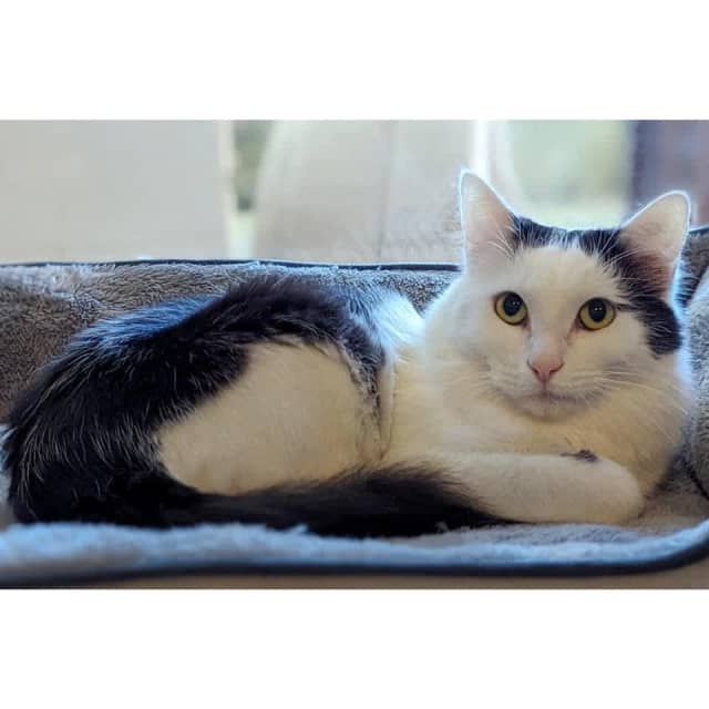 8845 : Mallow - CAT for ADOPTION - Vet Work Included | Cats & Kittens ...