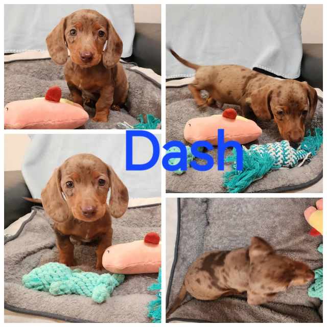 2 Male True mini Dachshund or Dashie Puppies | Dogs & Puppies | Gumtree ...