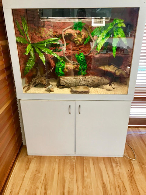 Large Enclosure & 2x Carpet Pythons | Reptiles & Amphibians | Gumtree ...