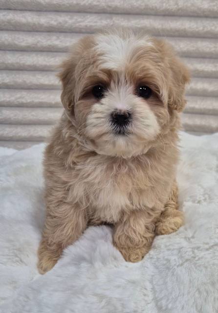 Adorable Toy Moodle puppies | Dogs & Puppies | Gumtree Australia ...