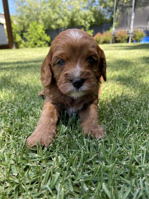 Cavoodle puppies (first generation) | Dogs & Puppies | Gumtree ...