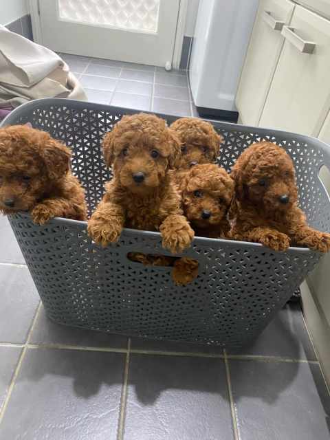 TOY CAVOODLES RUBY RED ️ (READY TO GO) | Dogs & Puppies | Gumtree ...