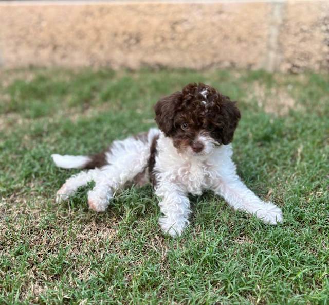 Chocolate and white Cavoodle puppies ready now! | Dogs & Puppies ...