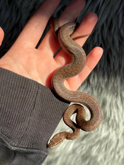 Wild type hatchling Childrens pythons | Reptiles & Amphibians | Gumtree ...