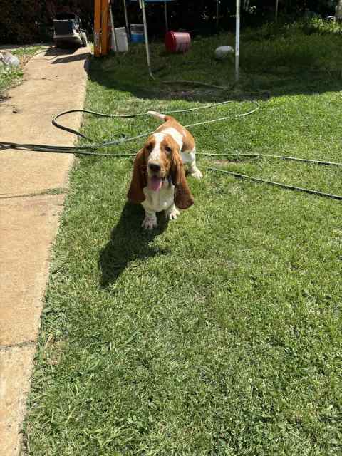 Female lemon and white basset hound | Dogs & Puppies | Gumtree ...