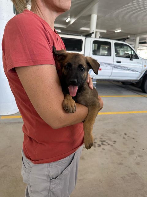 KNVP Dutch shepherd x mal female pup | Dogs & Puppies | Gumtree ...